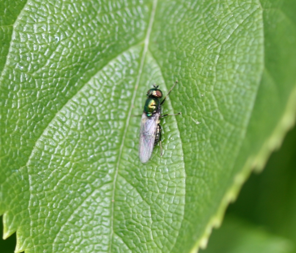 Black-horned Gem Fly from Hutton Wandesley on 23 May, 2011 at 01:23 PM ...