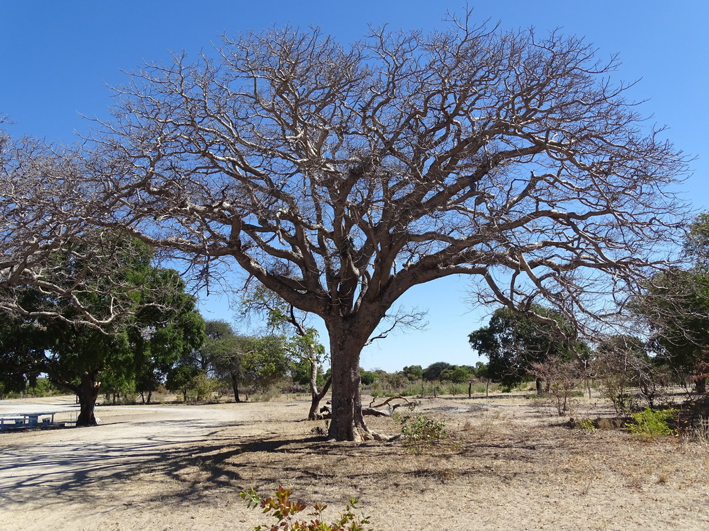 manketti-tree from Kavango Region, Namibia on July 9, 2019 at 10:50 AM ...