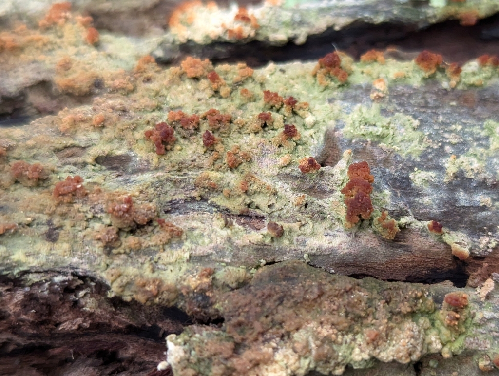 Hypocreales in November 2024 by William Van Hemessen. Parasite on ...