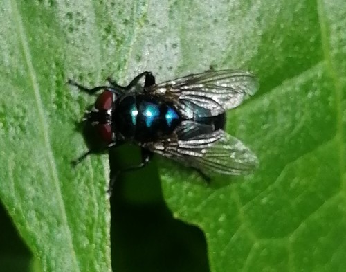 Chrysomya villeneuvi · iNaturalist