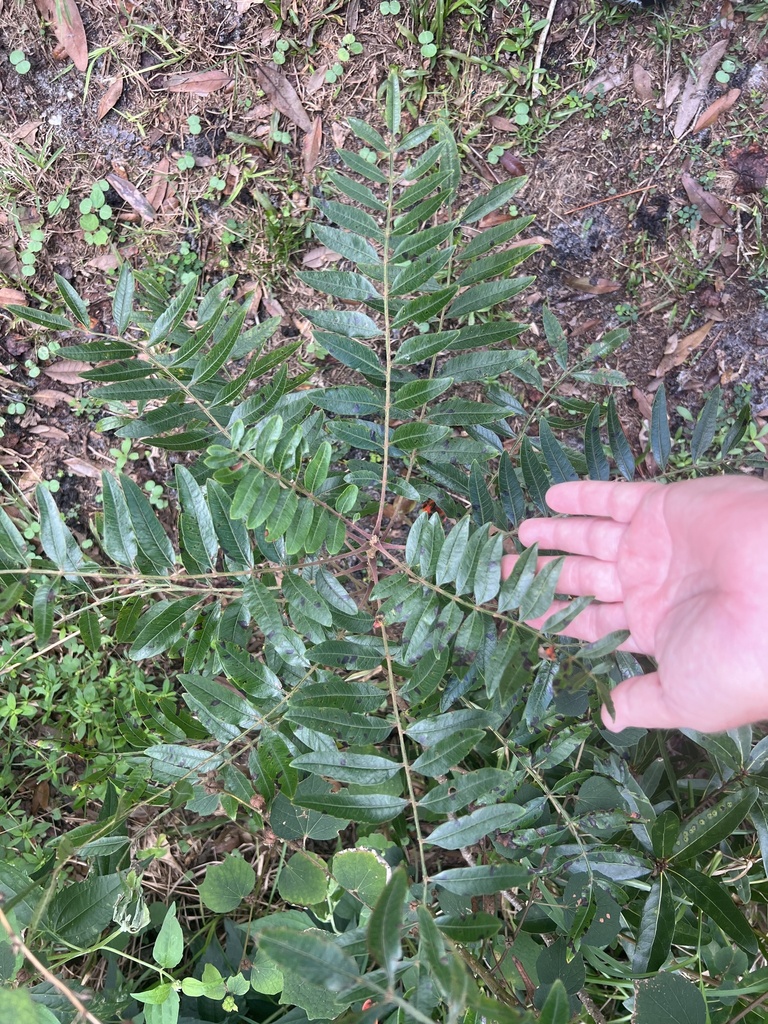 shining sumac from Sandpiper Bay Park, Port Saint Lucie, FL, US on ...