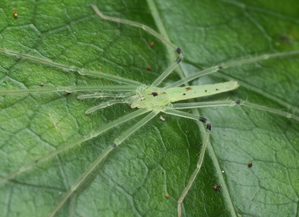 Ischalea spinipes from Oropi 3173, New Zealand on November 8, 2024 at ...