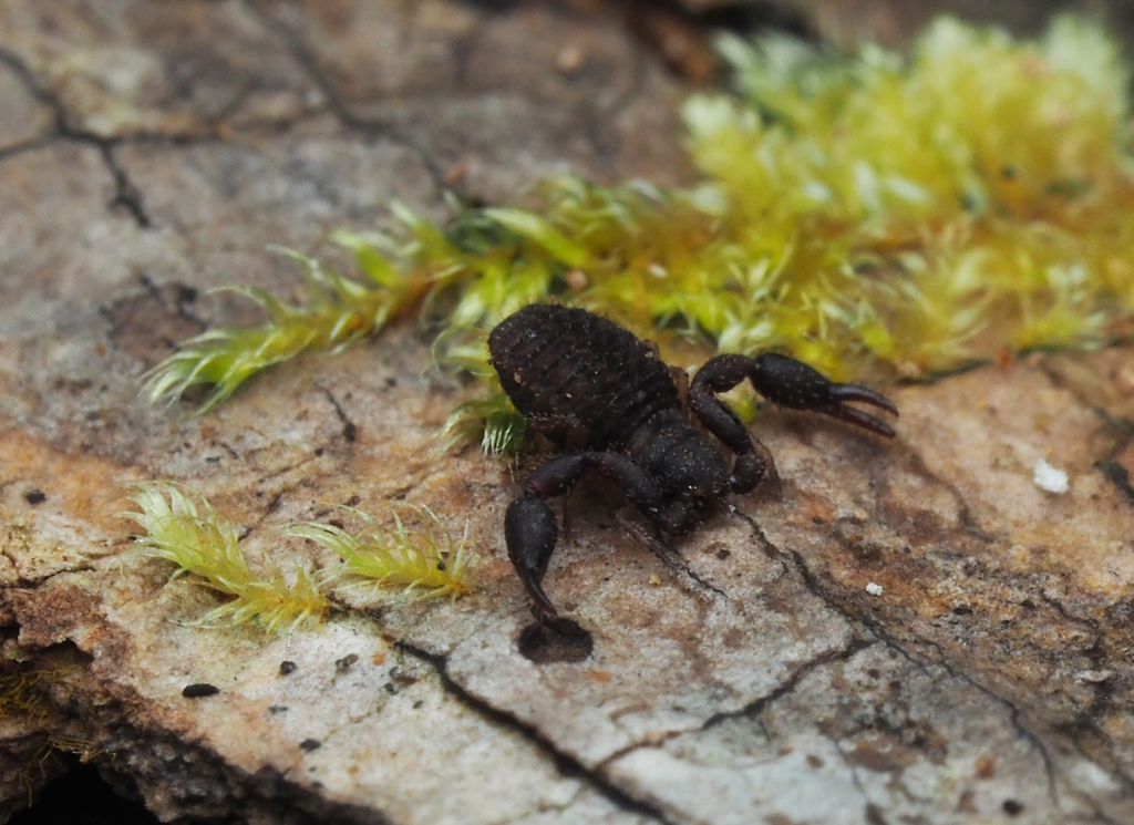 Chernetid Pseudoscorpions from Oropi 3173, New Zealand on November 8 ...