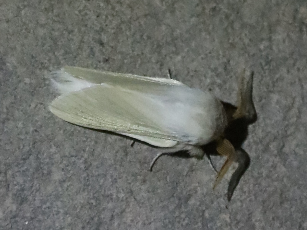 Napta straminea from Boplaas: stay 1 on Erdvark Trail, Rooiheuwel on ...