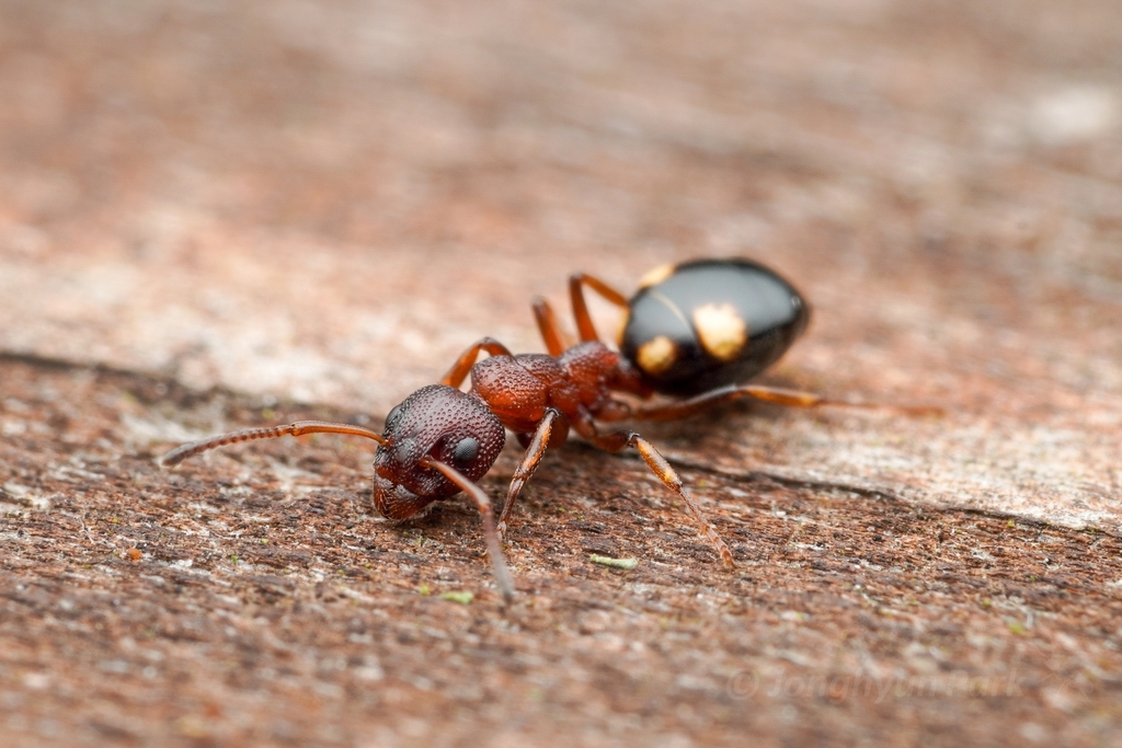 Dolichoderus sibiricus from Seo-gu, Daejeon, South Korea on August 1 ...