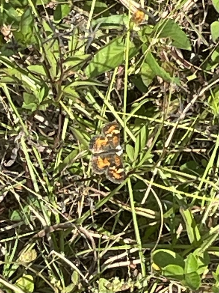 Phaon Crescent from University of Central Florida Arboretum Trail ...
