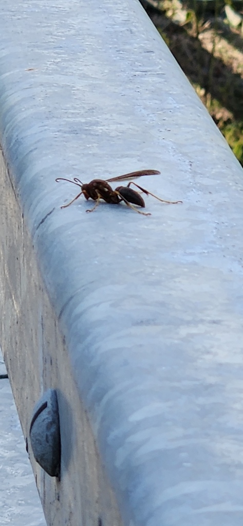 Metric Paper Wasp from Barboursville, Albemarle County, VA, USA on ...