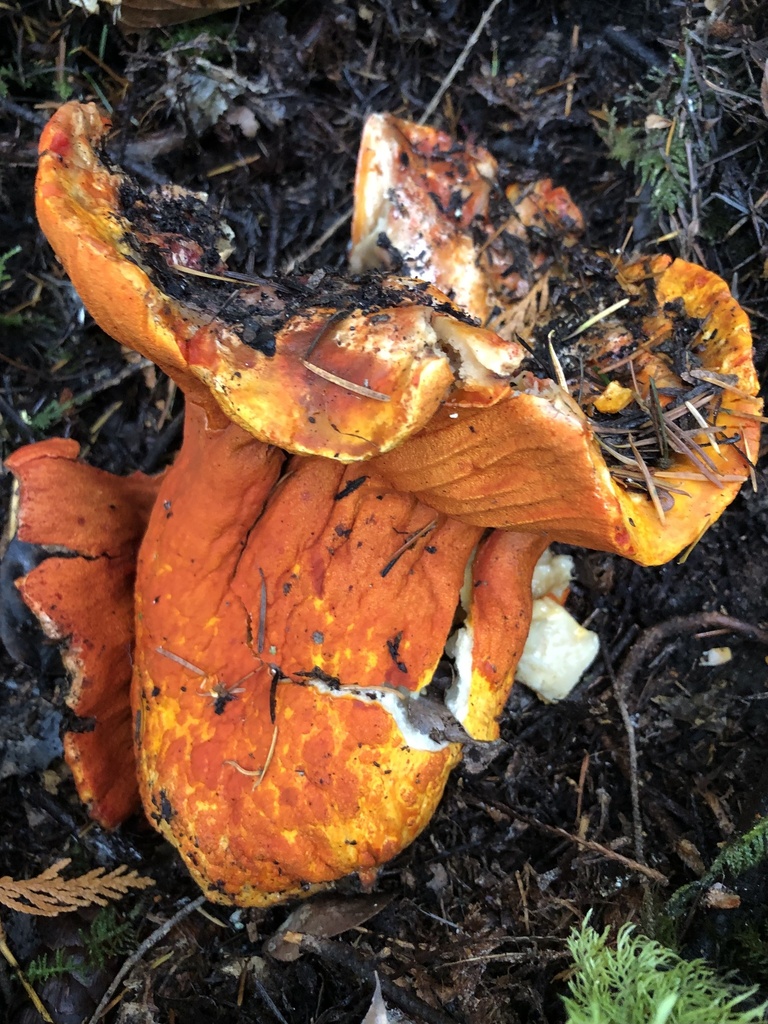 lobster mushroom from Lantzville, BC, CA on November 8, 2024 at 01:45 ...