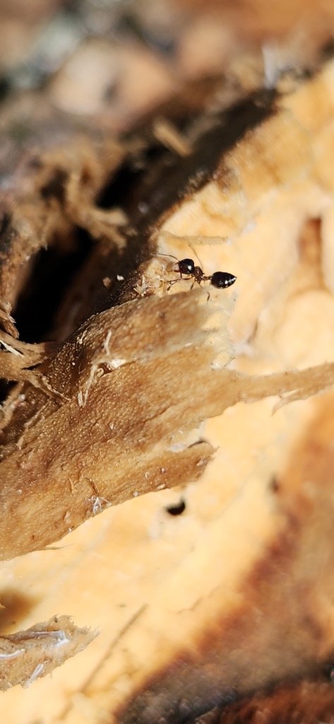 Ashmead's Acrobat Ant from Barboursville, Albemarle County, VA, USA on ...