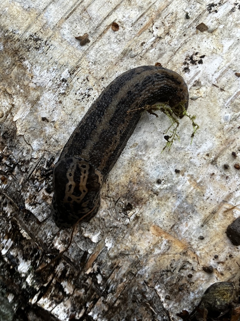 Leopard Slug from S Garden Loop Rd, Seattle, WA, US on November 8, 2024 ...