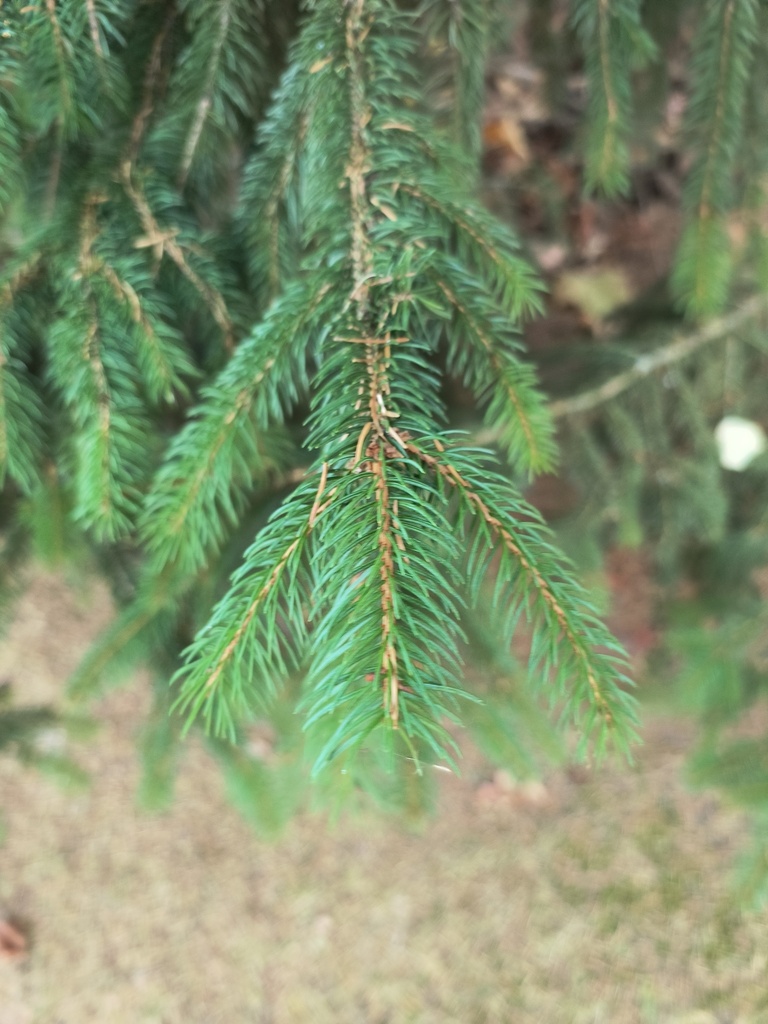 Norway spruce from New Paltz, NY 12561, USA on November 1, 2024 at 05: ...