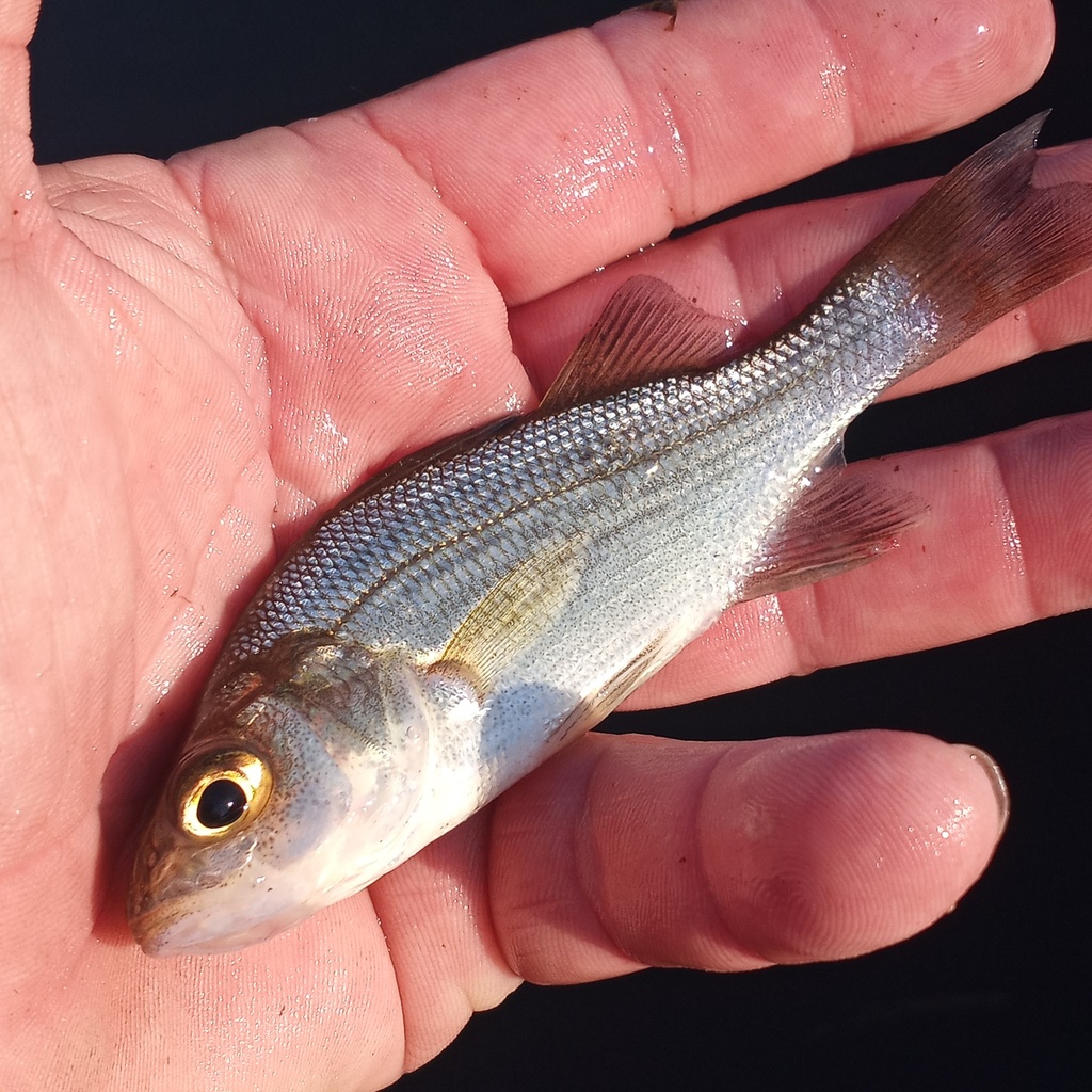 White Perch from Mardela Springs, MD 21837, USA on November 8, 2024 at ...
