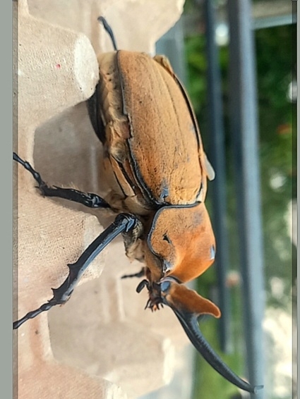 Elephant Beetle from Bosque de las Lomas, 71006 Putla Villa de Guerrero ...