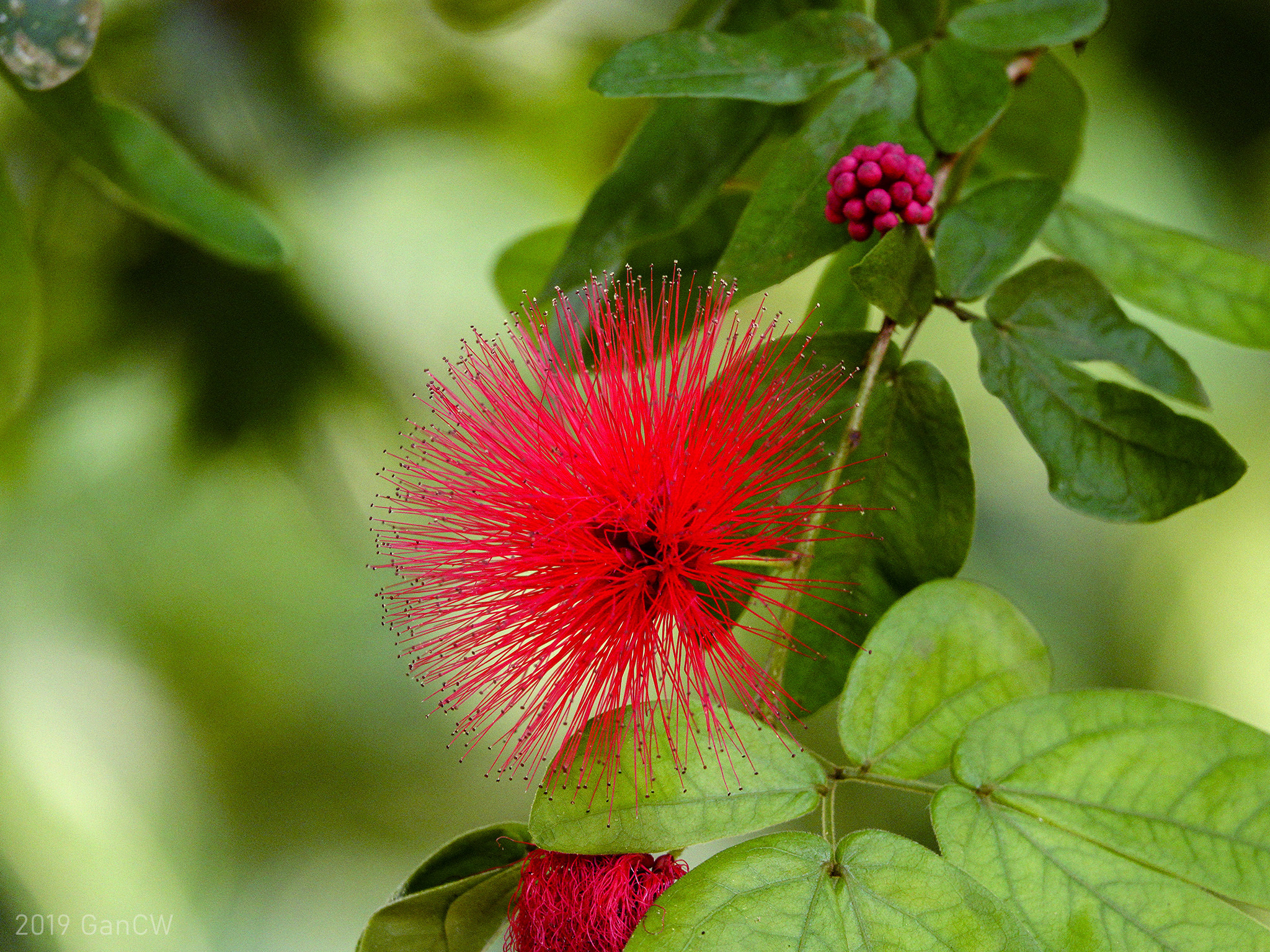 Calliandra tergemina var. emarginata (Humb. & Bonpl. ex Willd.) Barneby