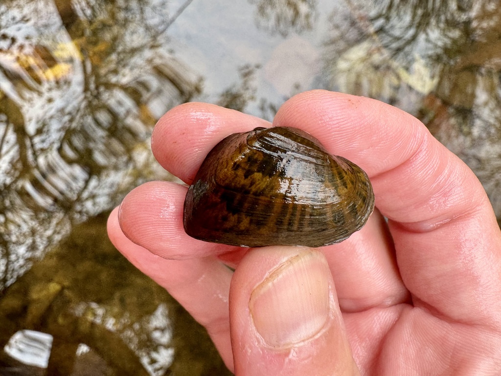 Snuffbox in November 2024 by kingjenna · iNaturalist