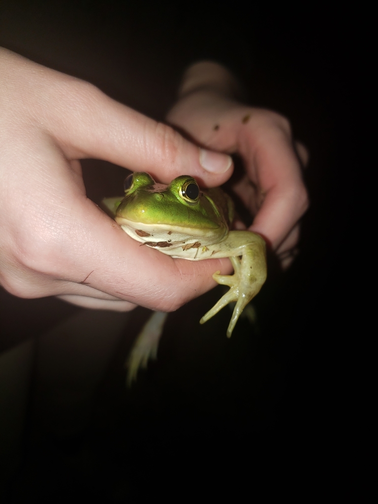 American Bullfrog from Scott County, US-IN, US on July 14, 2019 at 04: ...