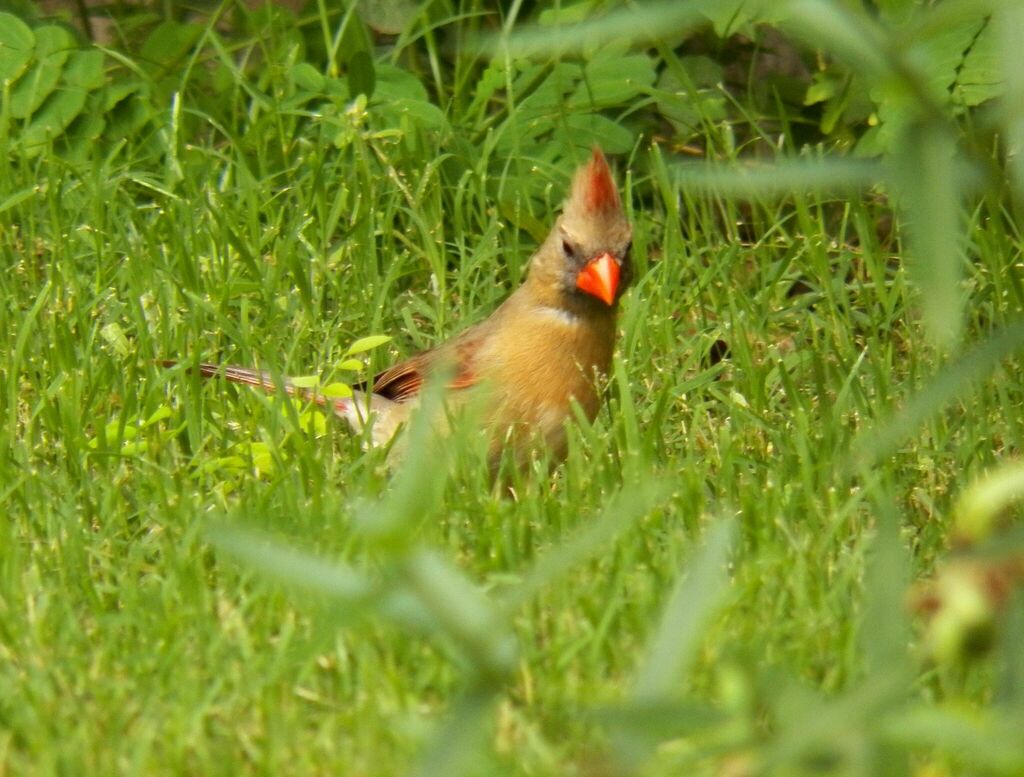 Northern Cardinal from Presson-Oglesby Preserve, 35.342690,-94.023441 ...