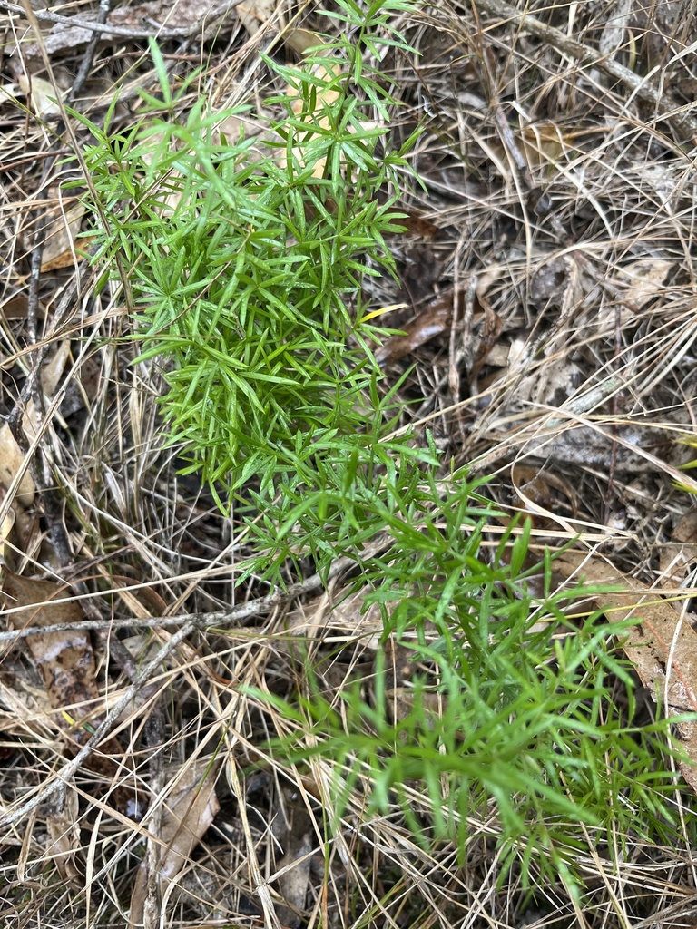 African Asparagus from Croom Regional Sporting Complex, Croom, NSW, AU ...