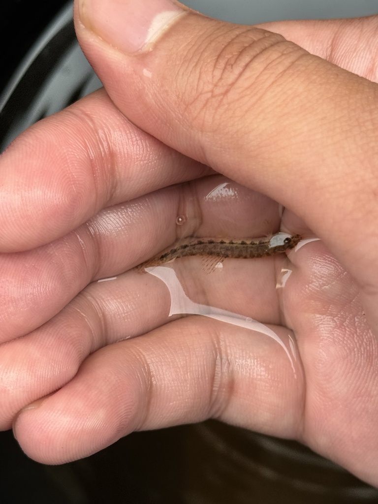 Lepidocephalichthys hasselti in October 2024 by Aiman Azmi. Tail ...