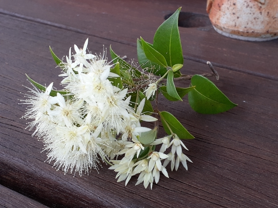 Grey Myrtle in November 2024 by wfalifestyle. Backhousia myrtifolia ...