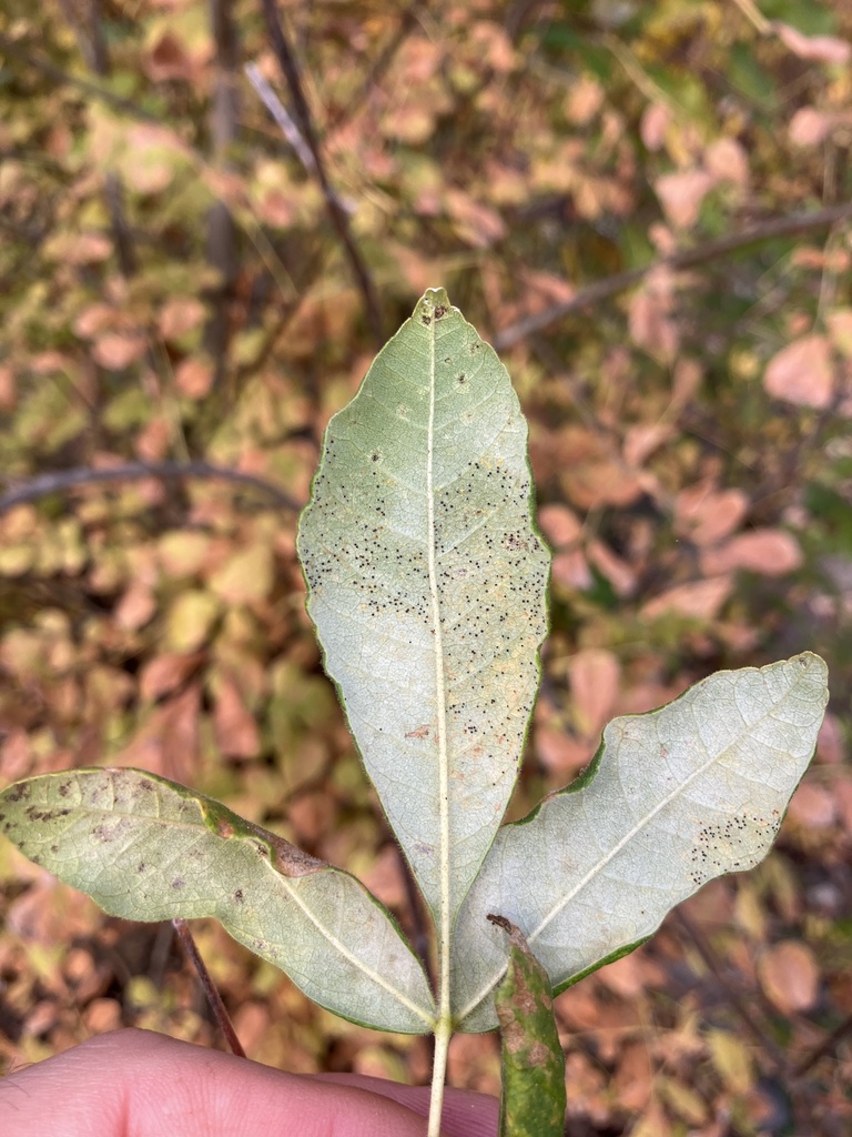 Phyllactinia fraxini from Milwaukie Bay Park, Milwaukie, OR, US on ...