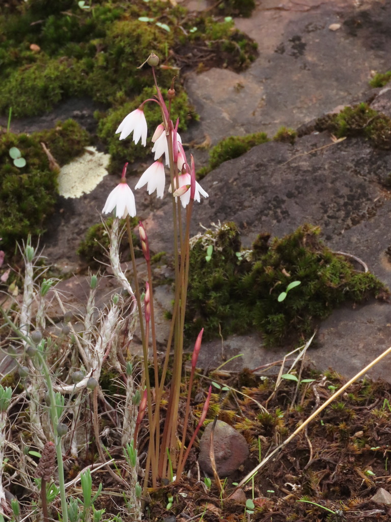 Autumn Snowflake from Monchique, 8550, Portugal on 13 October, 2024 at ...