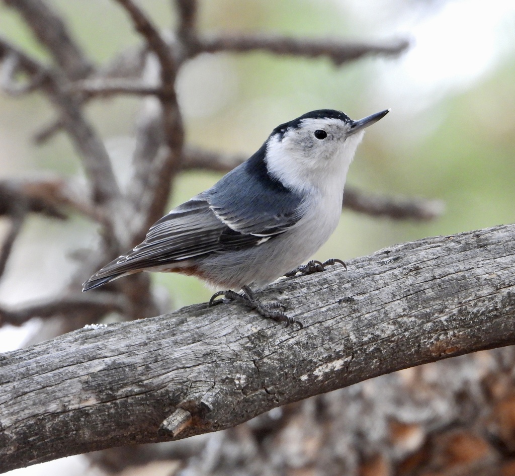 White-breasted Nuthatch from Curt Gowdy State Park, Cheyenne, WY, US on ...