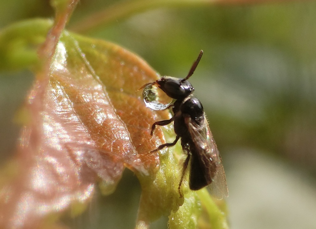 Hewitt's Reed bee from 510台灣彰化縣員林市 on November 9, 2024 at 09:52 AM by ...