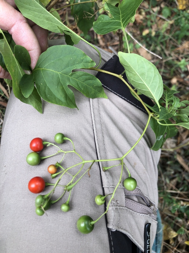Brazilian Nightshade from Altitude Dr, Burnside, QLD, AU on November 9 ...