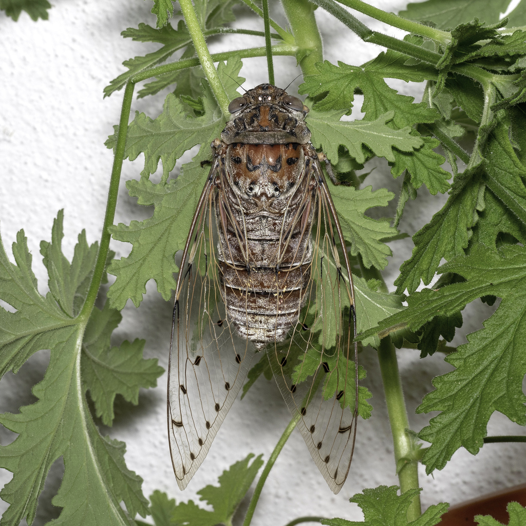 Empress Cicada from Bukit Fraser, Pahang, Malaysia on March 15, 2019 at ...