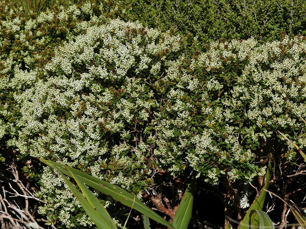 Gaultheria rupestris from Carterton District, Wellington, New Zealand ...