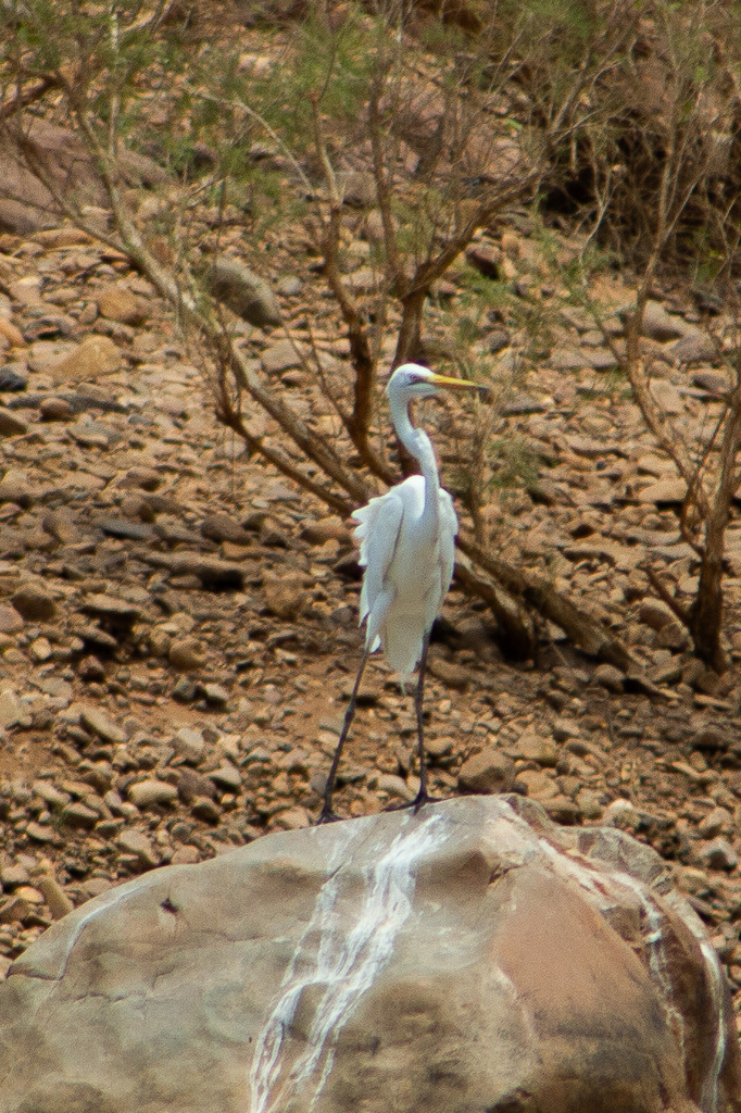 Great Egret from Gunpowder, QLD, AU on November 9, 2024 at 02:01 PM by ...