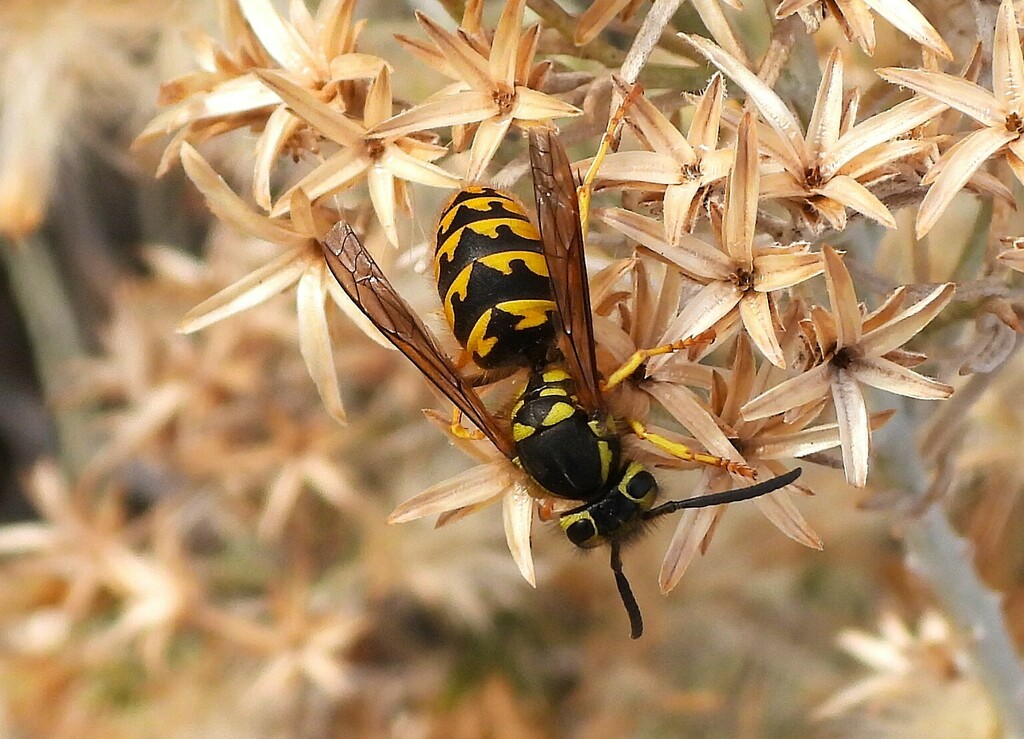 Western Yellowjacket from Benton County, WA, USA on November 8, 2024 at ...