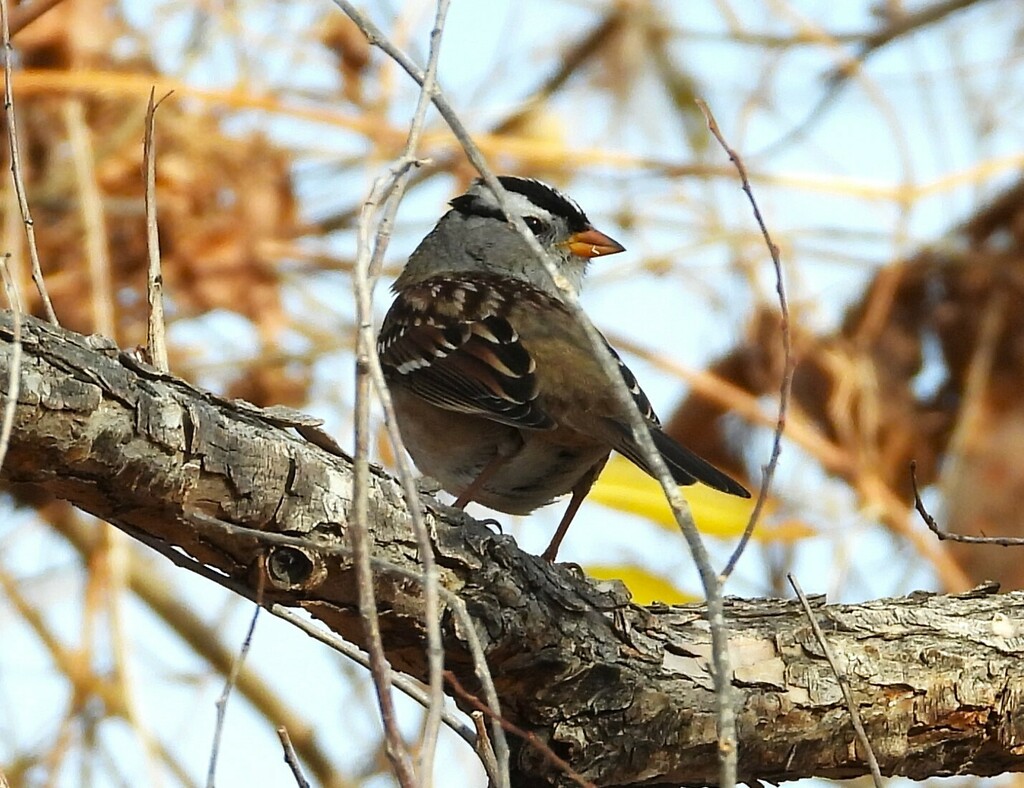 White-crowned Sparrow from Benton County, WA, USA on November 8, 2024 ...