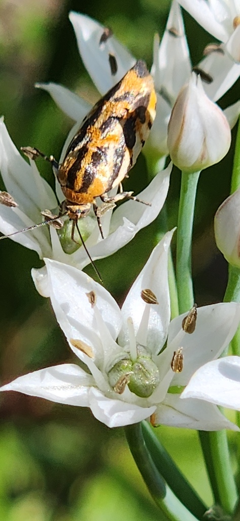 Common Spragueia Moth from Barboursville, Albemarle County, VA, USA on ...