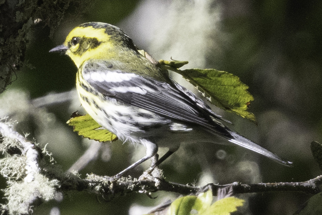 Townsend's Warbler from Marin County, CA, USA on November 7, 2024 at 12 ...