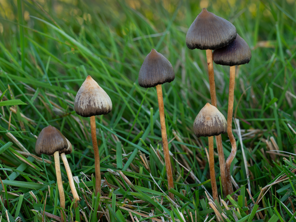 Liberty Cap in November 2024 by James Conway · iNaturalist