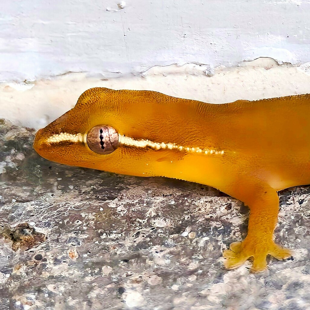 Yellow-lined Smooth-scaled Gecko from Liptong, Valencia, Negros ...
