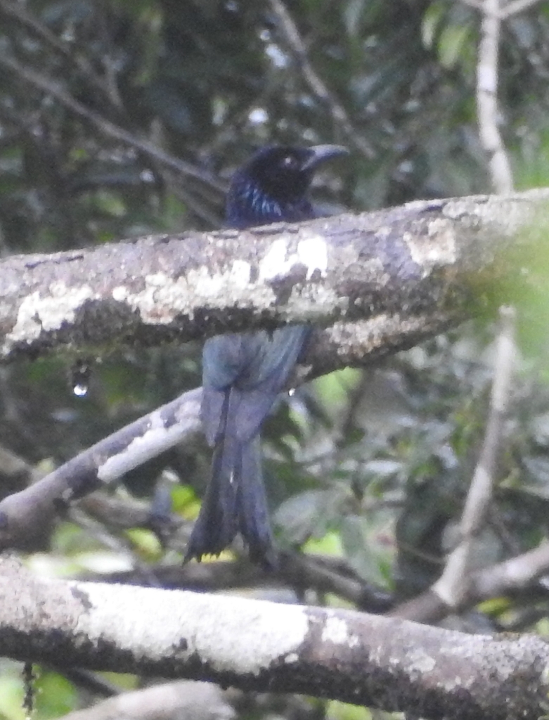 Spangled Drongo from Baru, Obi, South Halmahera Regency, North Maluku ...