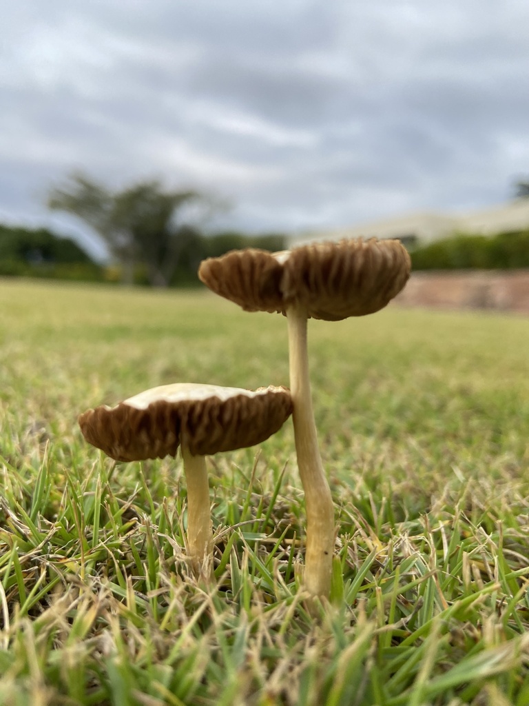 Agrocybe retigera desde Bahía de Banderas, Nay., MX el 08 de noviembre ...