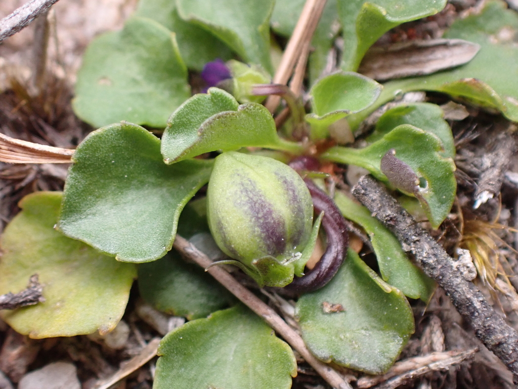 dusky violet (Viola fuscoviolacea) - Botanical Realm