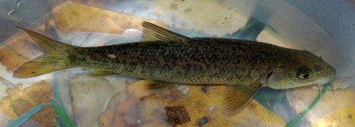 Barbo comizo (Luciobarbus comizo) · NaturaLista Colombia