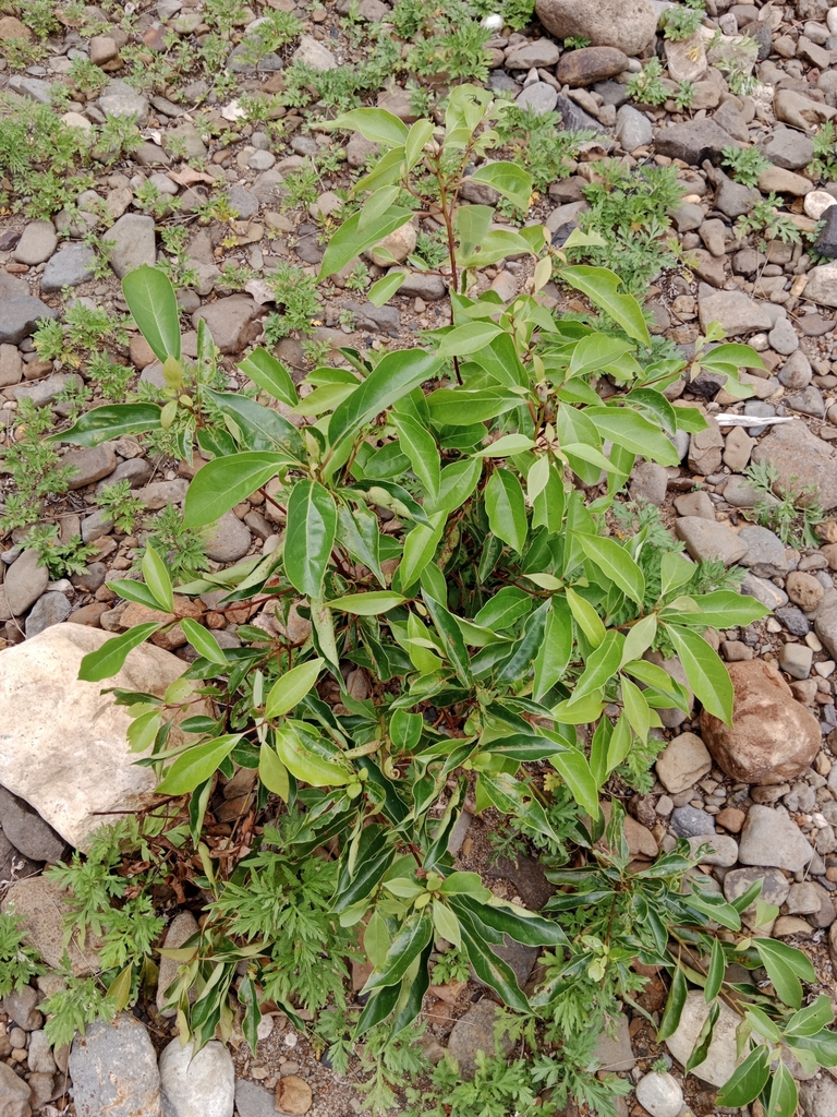 Camphor Tree from Nimbin NSW 2480, Australia on November 9, 2024 at 05: ...