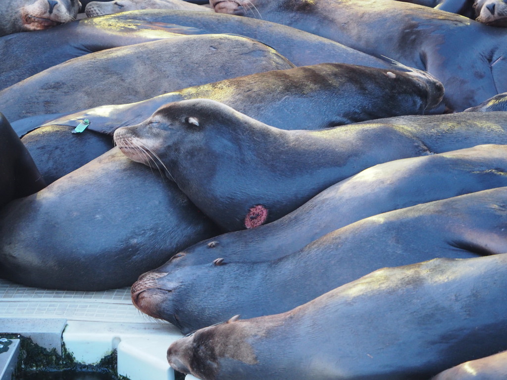 cookiecutter sharks from Port Dock One, 325 SW Bay Blvd., Newport, OR 97365, USA on November 08 ...