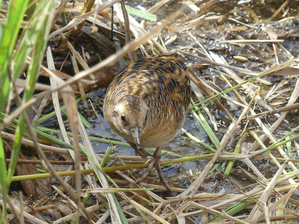 Yellow Rail from Jefferson Davis Parish, LA, USA on November 02, 2024 ...