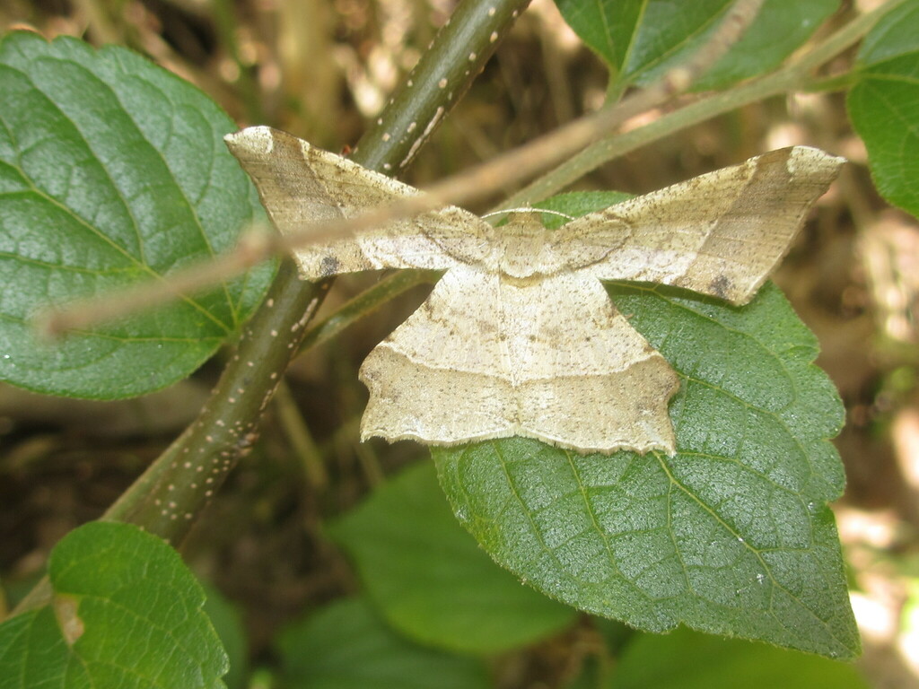 Krananda latimarginaria from 日本、〒140-0003 東京都品川区八潮 on November 9, 2024 ...