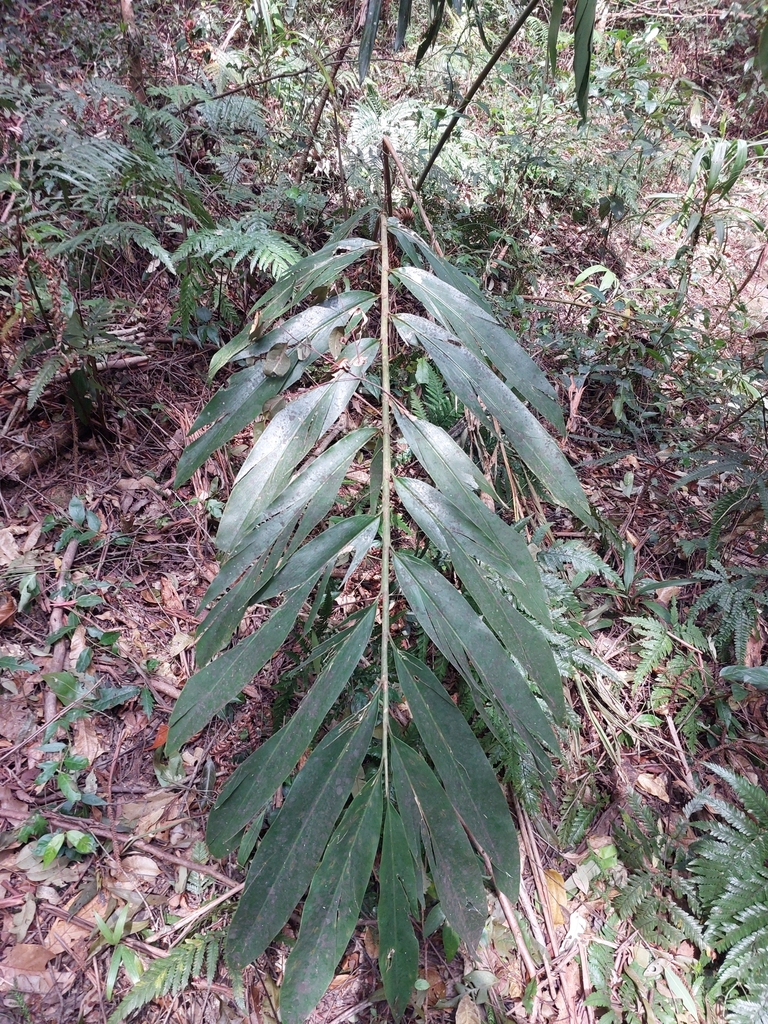 Native Ginger from Montville QLD, Australia on November 09, 2024 at 01: ...