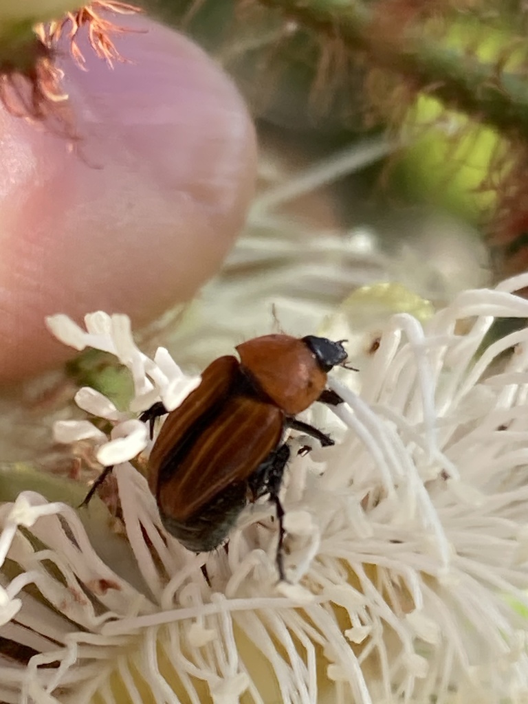 Phyllotocus scutellaris from Burraneer Rd, Coomba Park, NSW, AU on ...