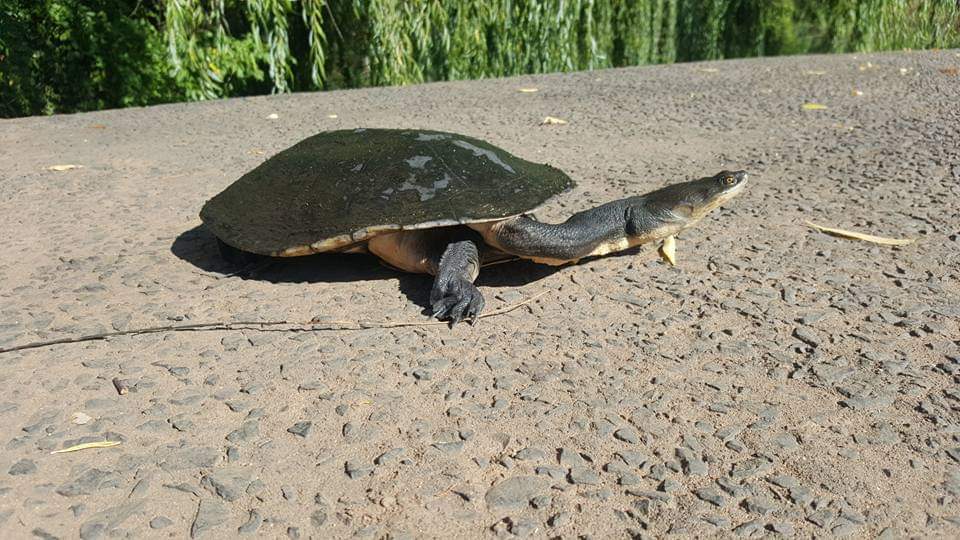 Broad-shelled Turtle from Coonabarabran NSW 2357, Australia on March 21 ...