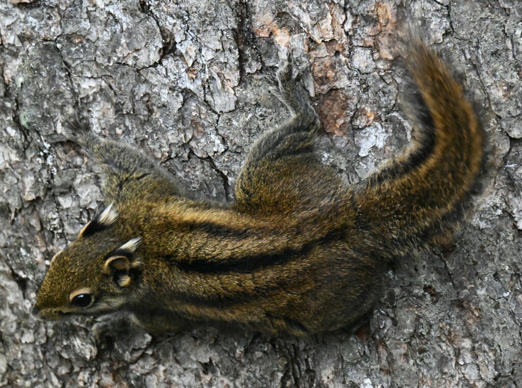 Swinhoe's Striped Squirrel from Hongya County, Meishan, Sichuan, China ...